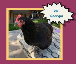 It Took A Chicken | Body Language Blueprints